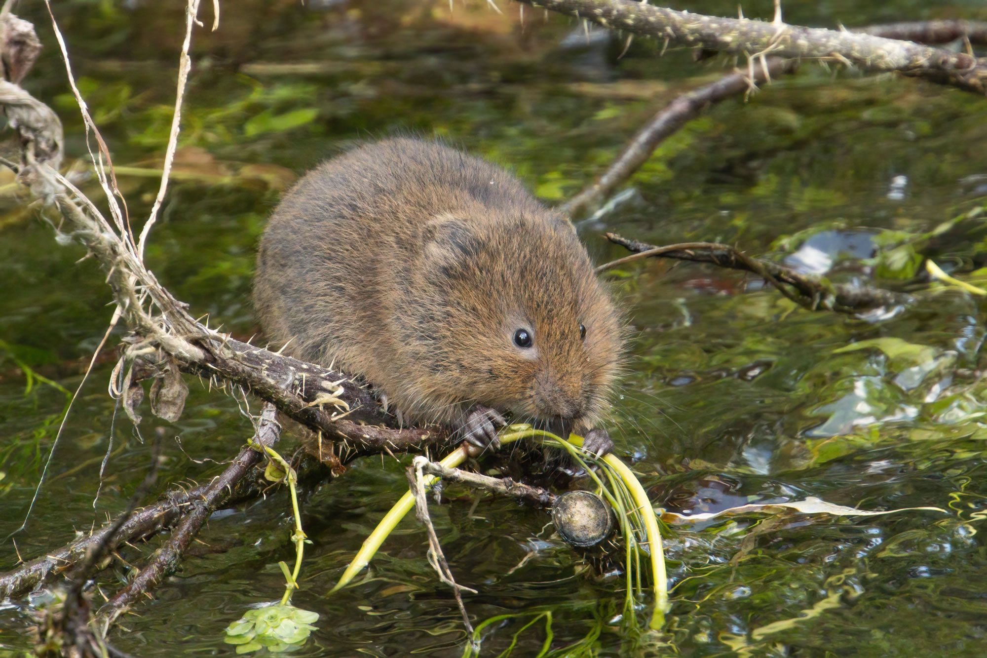 Great Crested Newt Survey | Reptile Survey